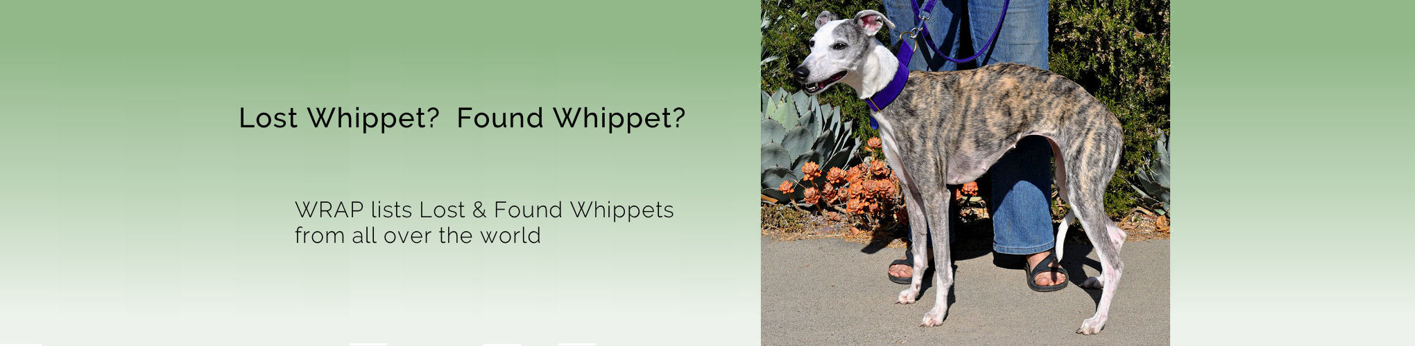 WRAP – Whippet Rescue and Placement