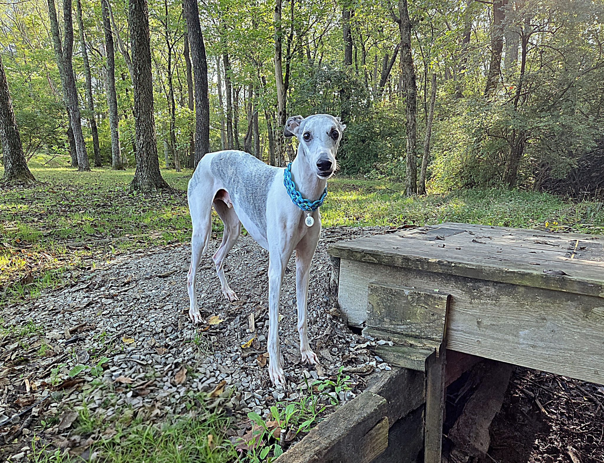 Rescue Whippets