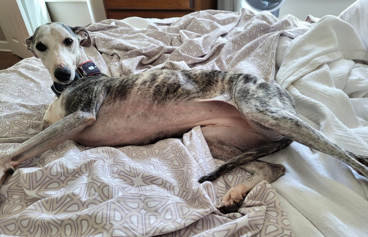 ADOPTED – Tilly, an almost 6 year old female in Atlanta!