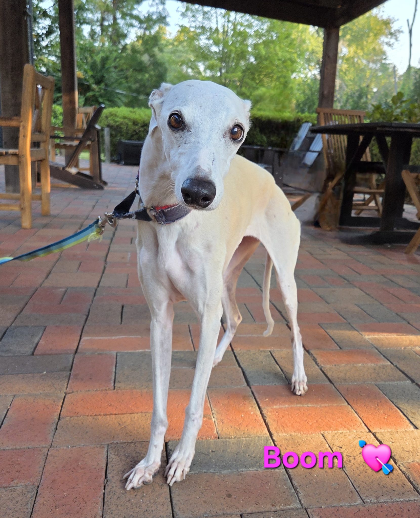 ADOPTED! Boom Boom in Atlanta GA