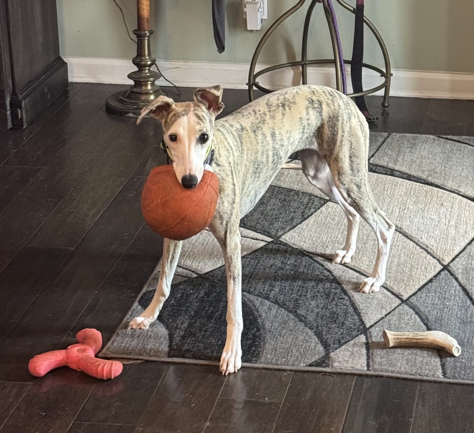 ADOPTED : Navi, 1 yr, female, Metro-Atlanta area