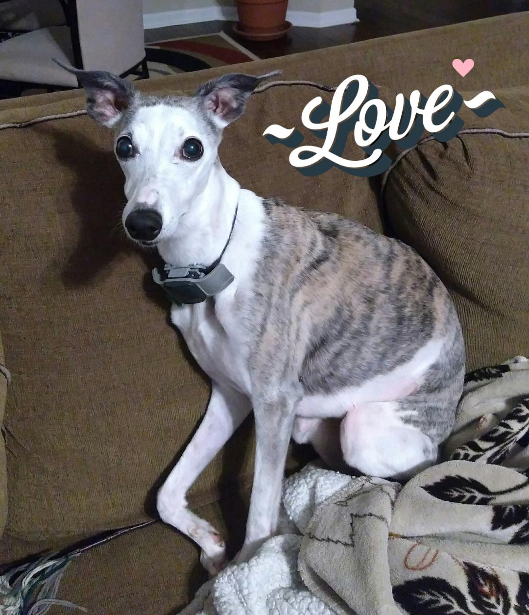 Available Rescue Whippets