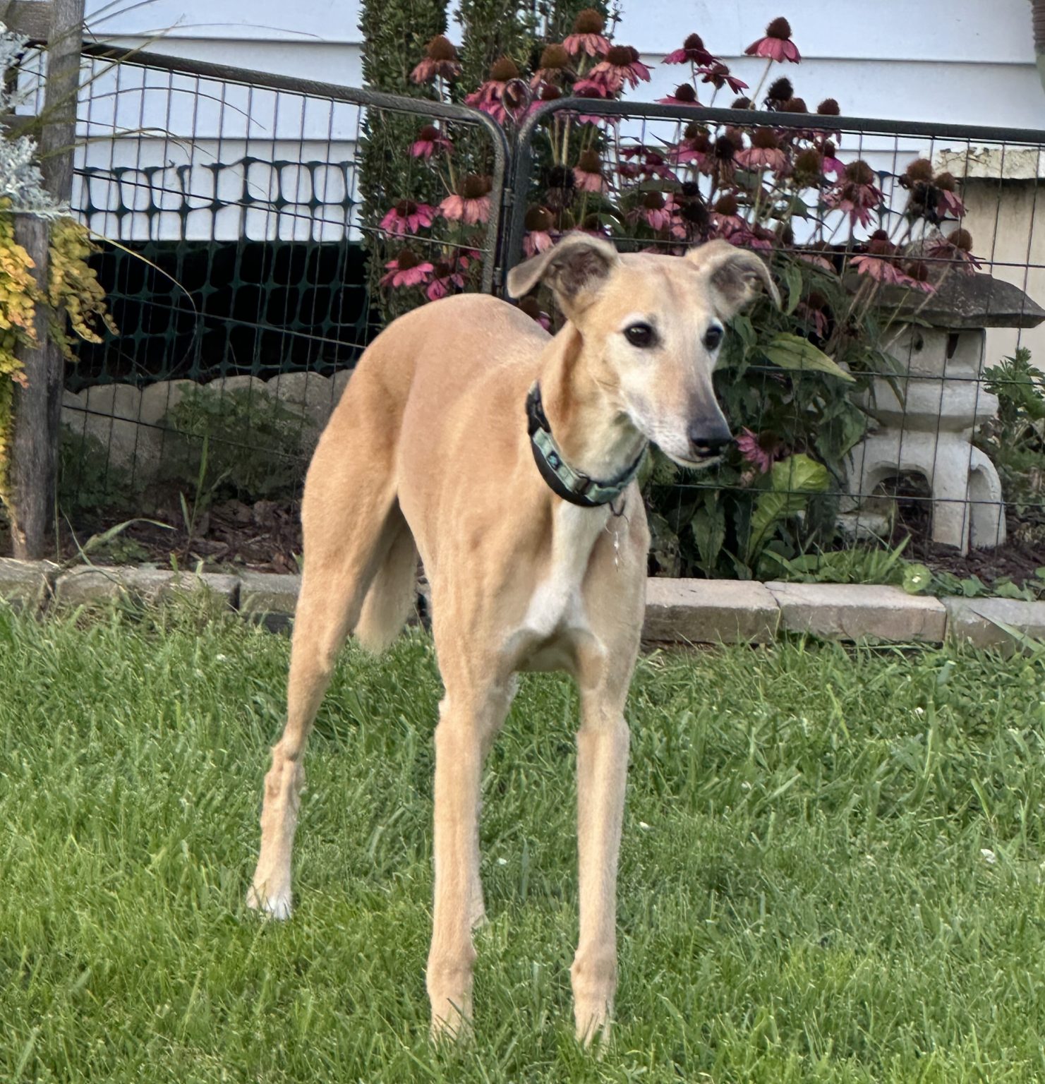 ADOPTED: Rooney, 8 year old male in West Jefferson, NC