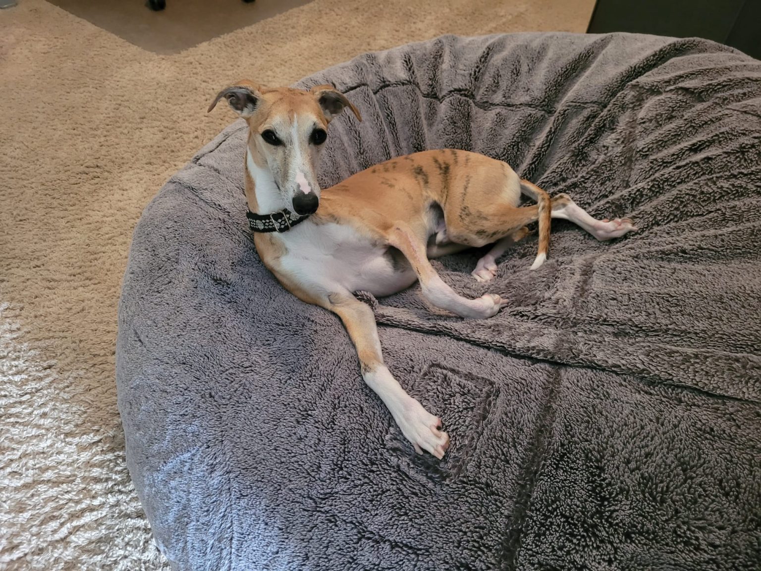 ADOPTED- Sam – 2 year old male – Kansas City, MO