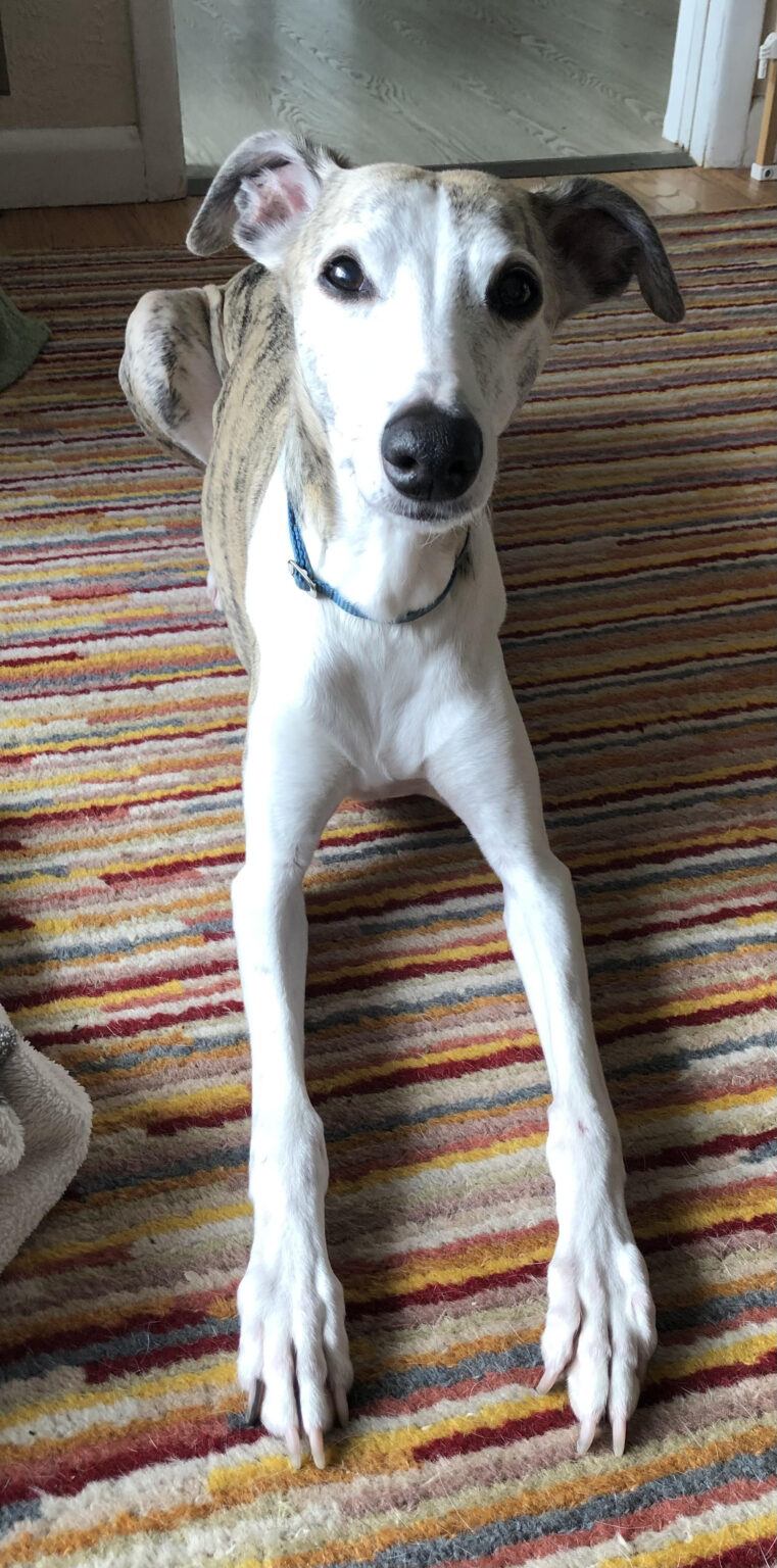 Available Rescue Whippets