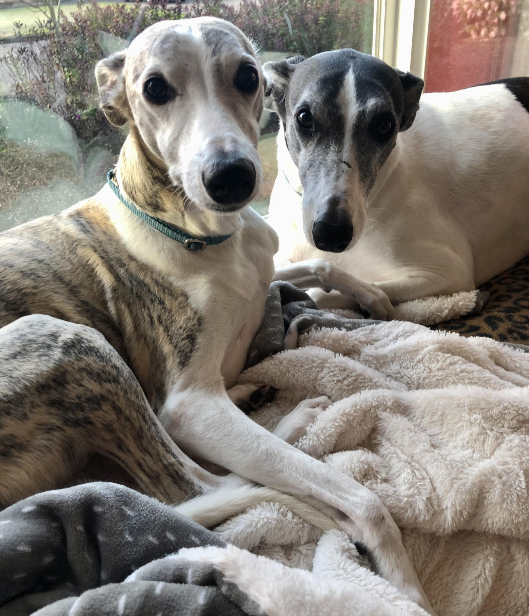 Available Rescue Whippets