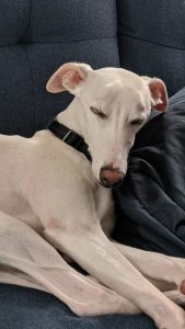 Lost and Found Whippets